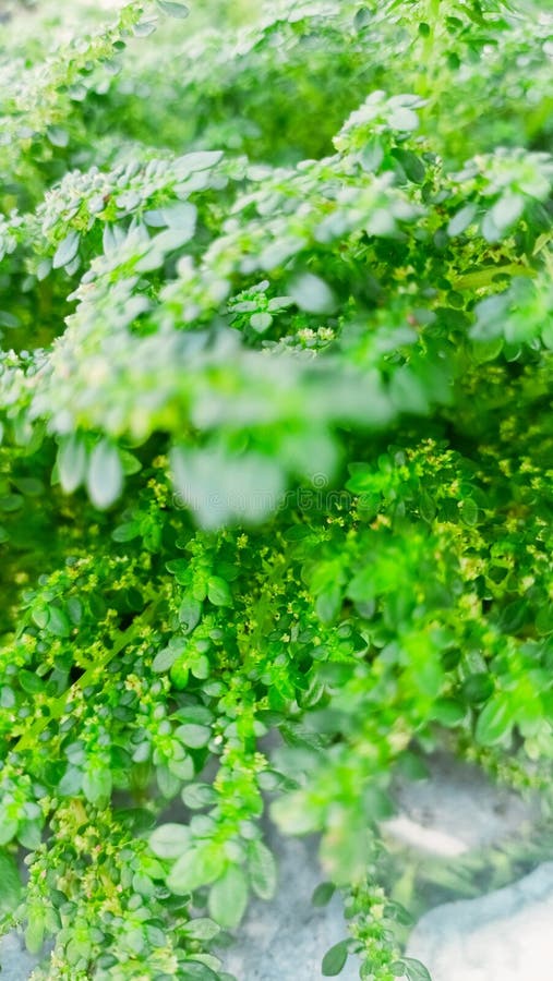 Purslane Plant, Grows Well in Pots in the Transitional Season Stock ...