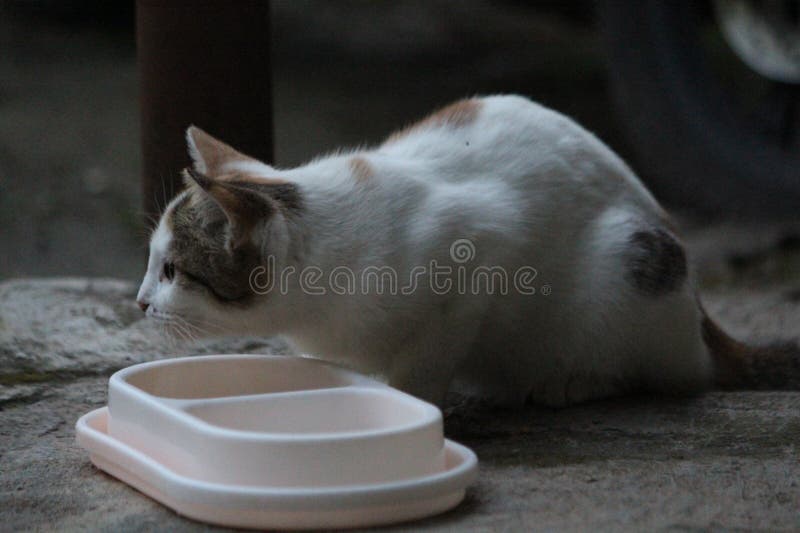 2023cat Stock Photos - Free & Royalty-Free Stock Photos from Dreamstime