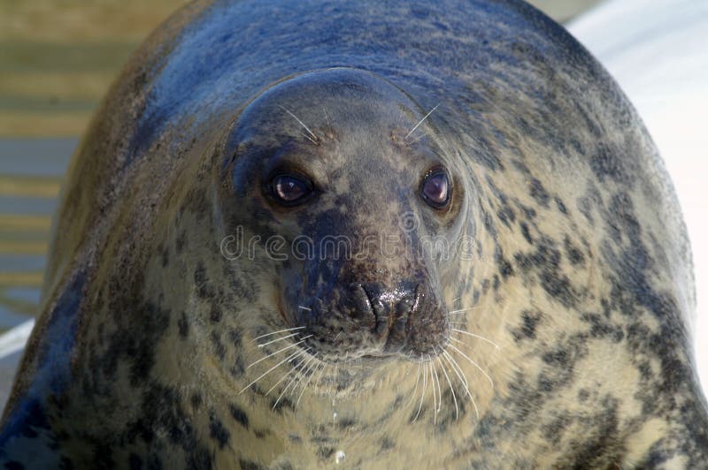 Genus Phoca Stock Photos - Free & Royalty-Free Stock Photos from Dreamstime