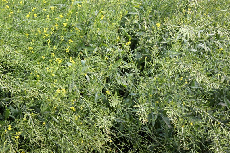 Pusa Karishma mustard stock photo. Image of erucic, plants - 38391780