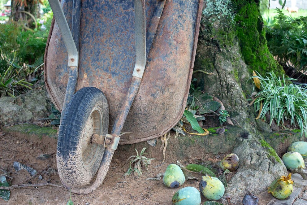 Pushcart Resting on a Mango Tree, on a Farm Stock Photo - Image of ...