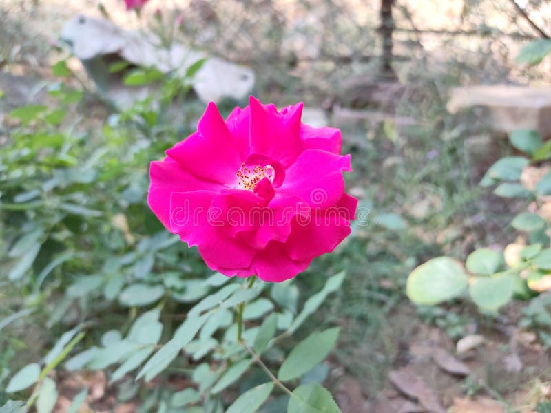 Pushpa Rose Stock Photos - Free & Royalty-Free Stock Photos from Dreamstime