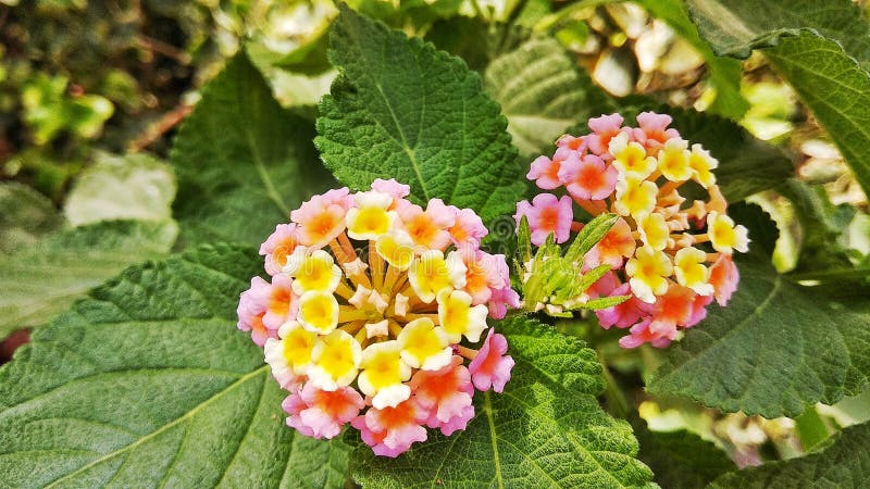 Pushpa stock photo. Image of flowers, colors, rainfall - 98490090