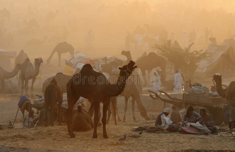 Camels at Pushkar Mela (Pushkar Camel Fair), India Stock Image - Image ...
