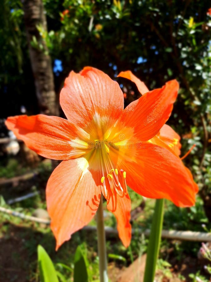 Puspa Patuk Amarilis Flower Stock Photos - Free & Royalty-Free Stock ...