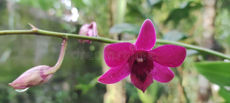 Puspagarden Stock Photos - Free & Royalty-Free Stock Photos from Dreamstime