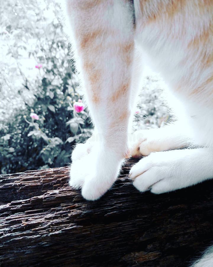 Cat leg stock photo. Image of legs, white, cutes - 122610382