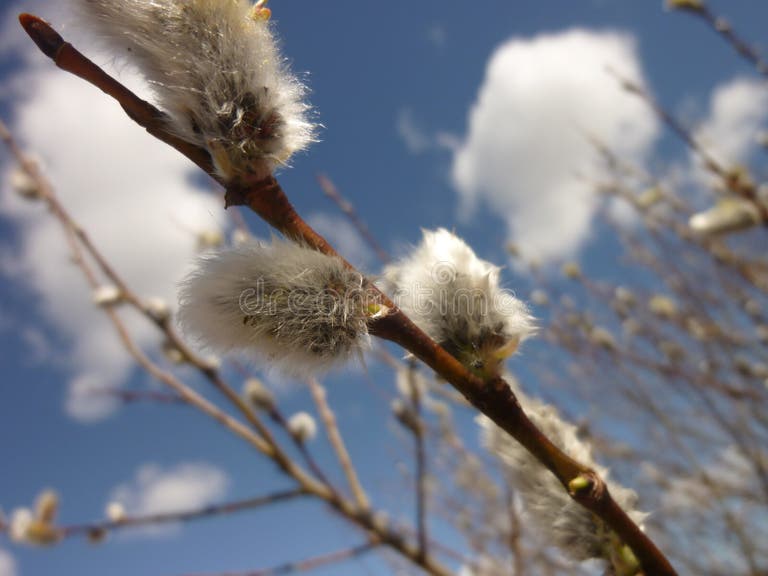 Pussy-pil arkivfoto. Bild av natur, fjädrar, buske, växter - 51120484