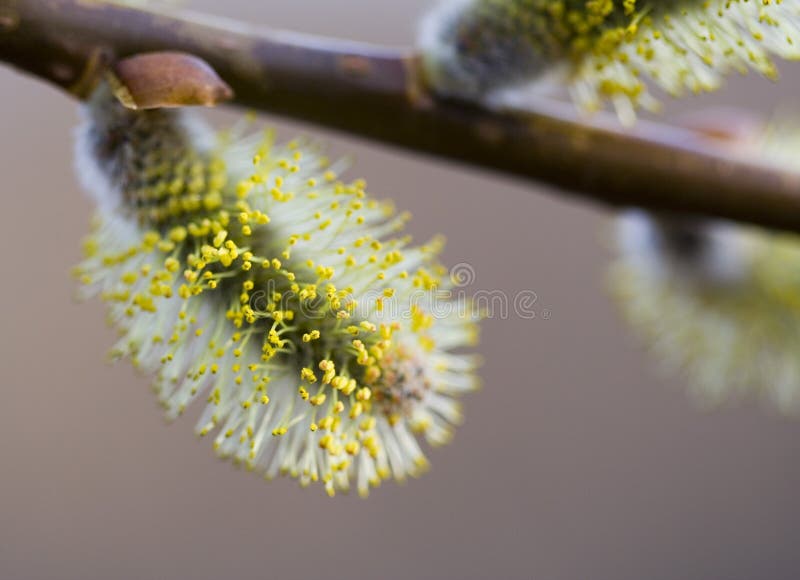 Willow Branches with Fluffy Yellow Buds in Spring Stock Image - Image ...