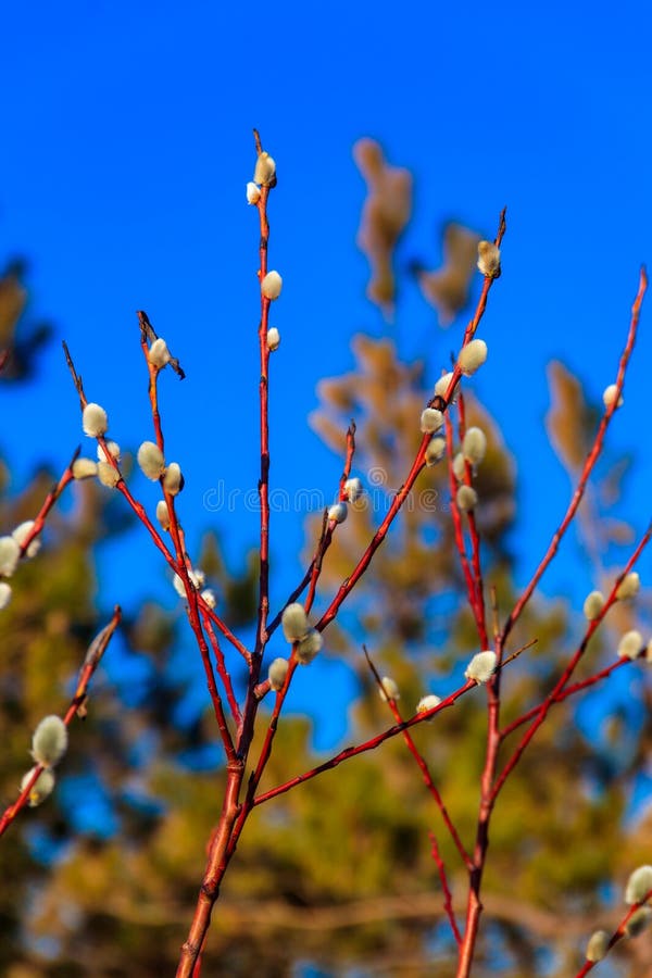 Willow branch stock image. Image of park, blossom, bloom - 271757379