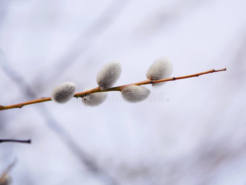 Willow Catkins stock image. Image of ament, plant, goslin - 36617353