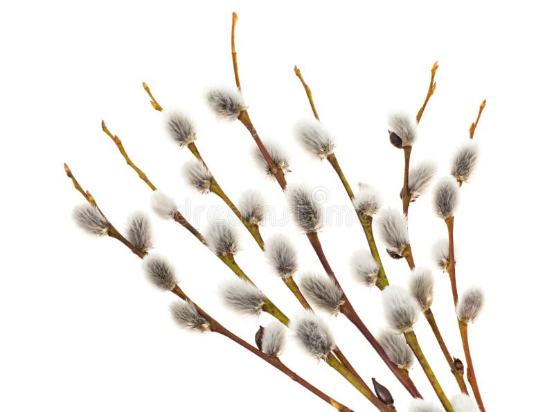 Willow Catkins stock photo. Image of spring, woods, forest - 71306018