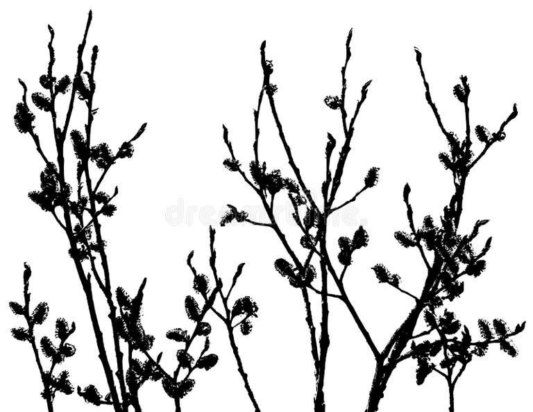 Willow Tree Black White Stock Illustrations – 1,395 Willow Tree Black ... Willow Tree Black White Stock Illustrations – 1,395 Willow Tree Black ...