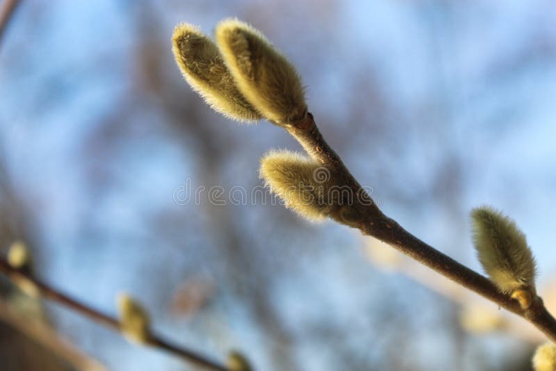 Willow in spring stock image. Image of growing, flying - 68792073