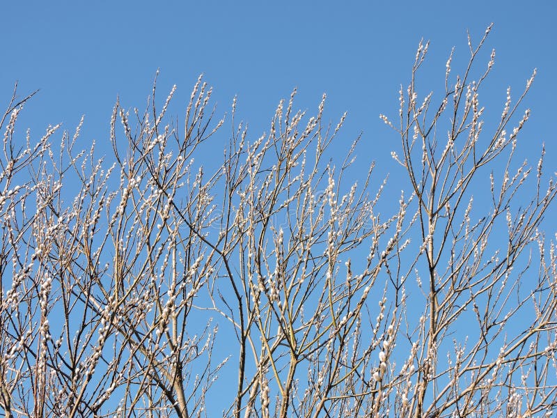 Willow in spring stock image. Image of nature, white - 89010641