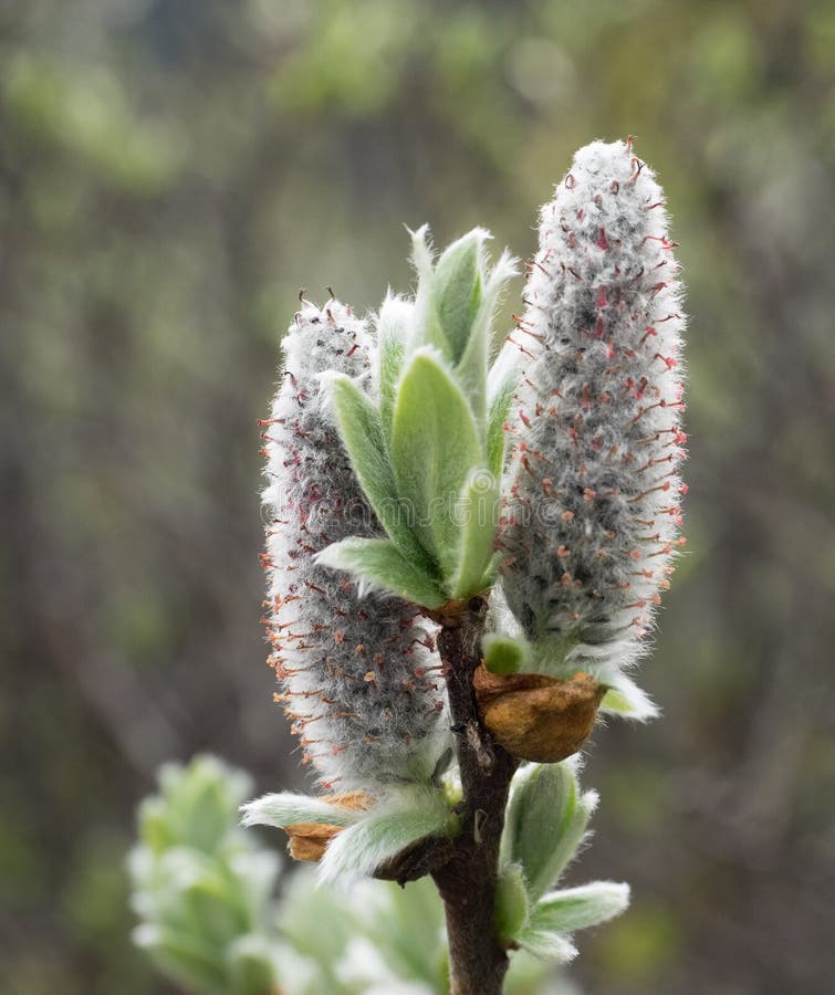 Willow in spring stock image. Image of plant, macro, shrub - 74161375