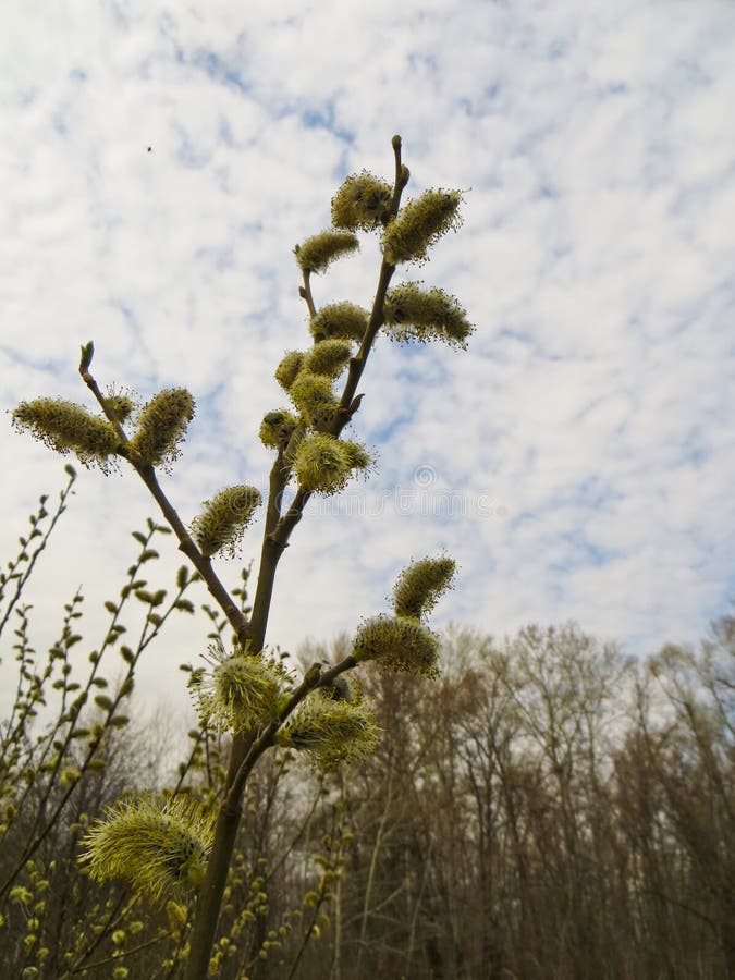 Willow on spring stock photo. Image of fluffy, macro - 82550620