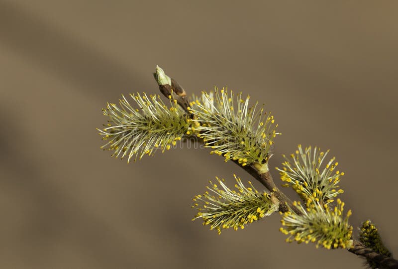 Pussy-willow in the spring stock photo. Image of flora - 85414522