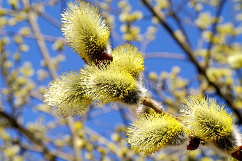 Pussy-willow in spring stock image. Image of bloom, bush - 37177097