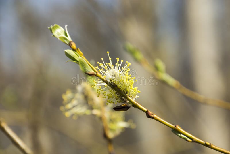 Pussy-willow stock photo. Image of spring, sallow, burgeon - 70755344