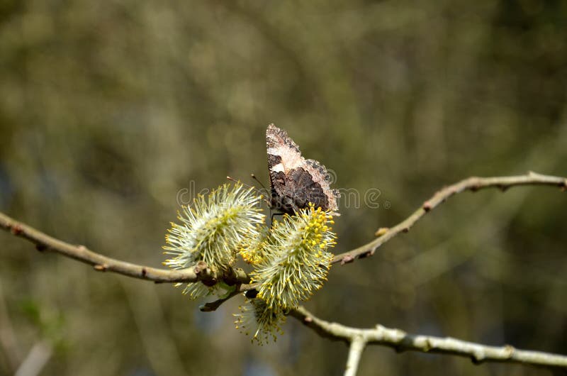 Willow in spring stock image. Image of growing, flying - 68792073
