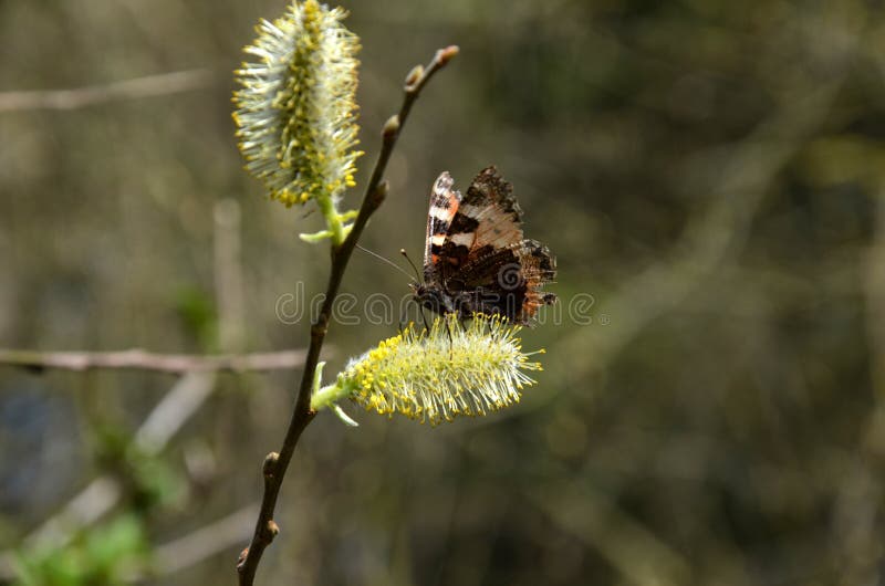 Willow in spring stock image. Image of growing, flying - 68792073