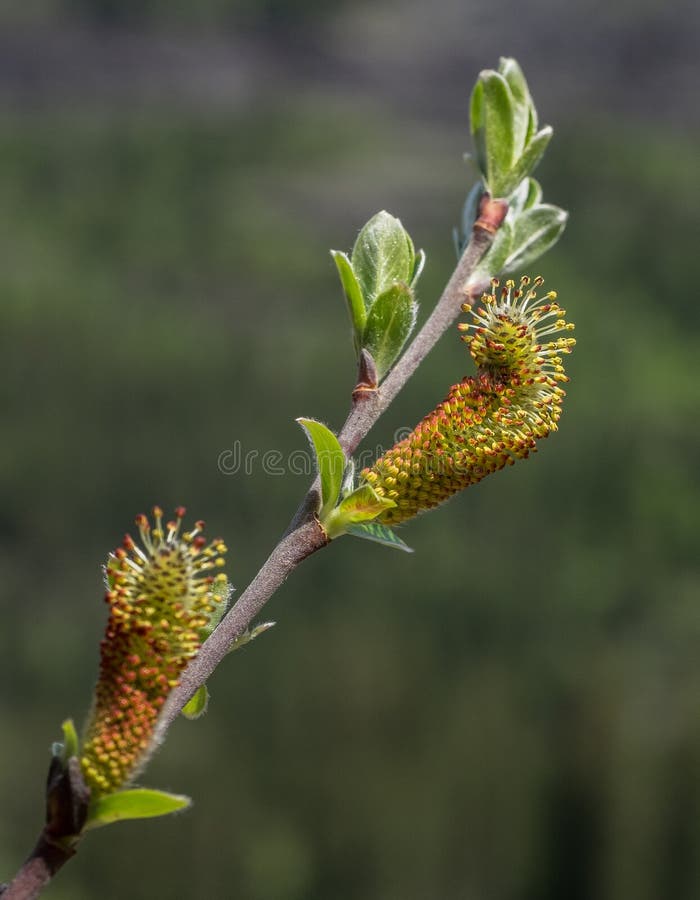 Willow in spring stock photo. Image of unfurl, willow - 73818270