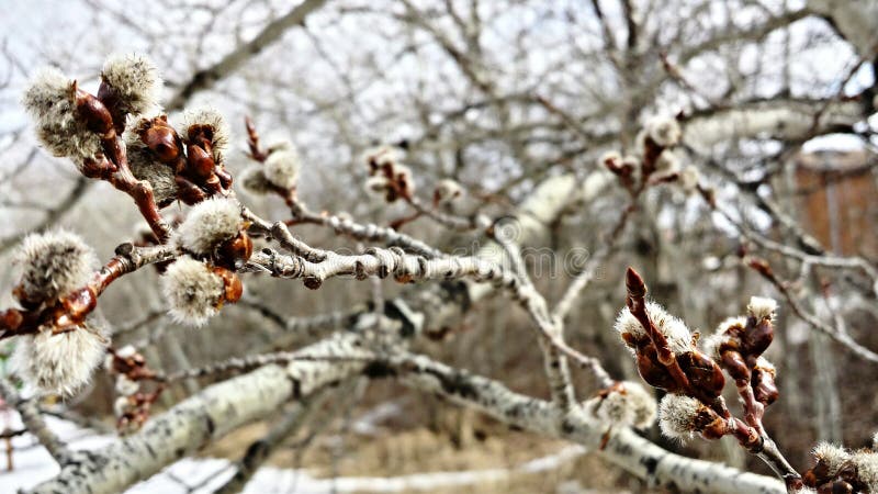 700 Fuzzy Willow Stock Photos - Free & Royalty-Free Stock Photos from ...