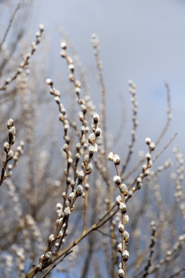 Willow in spring stock image. Image of growing, flying - 68792073