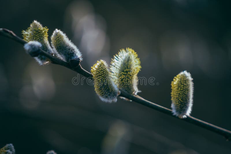 Willow Tree Branch with Blooming Buds Stock Image - Image of woods ...