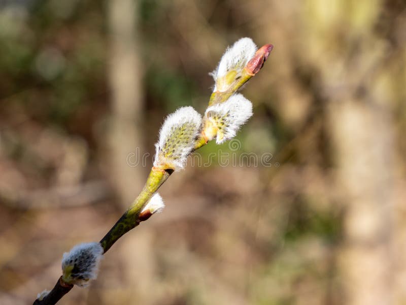Willow Tree Branch in Spring Stock Image - Image of white, gardening ...