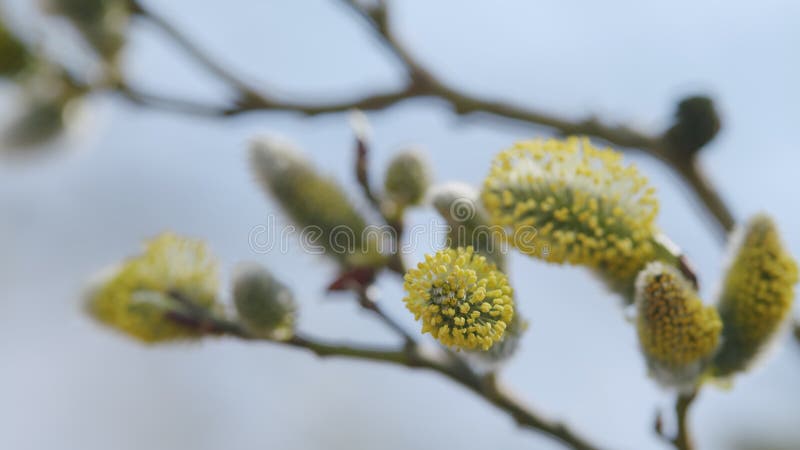 Willows Bloom in Spring. First Days of Spring. Salix Caprea Stock Image ...