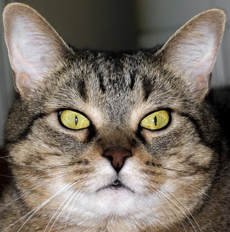 Pussycat stock photo. Image of amiable, looking, animal - 26337718