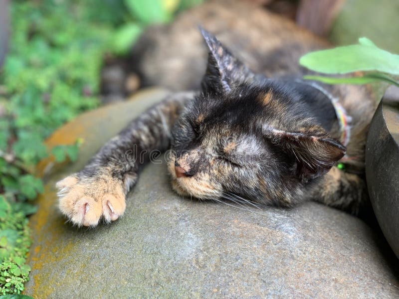 Anap Stock Illustrations – 1 Anap Stock Illustrations, Vectors ...