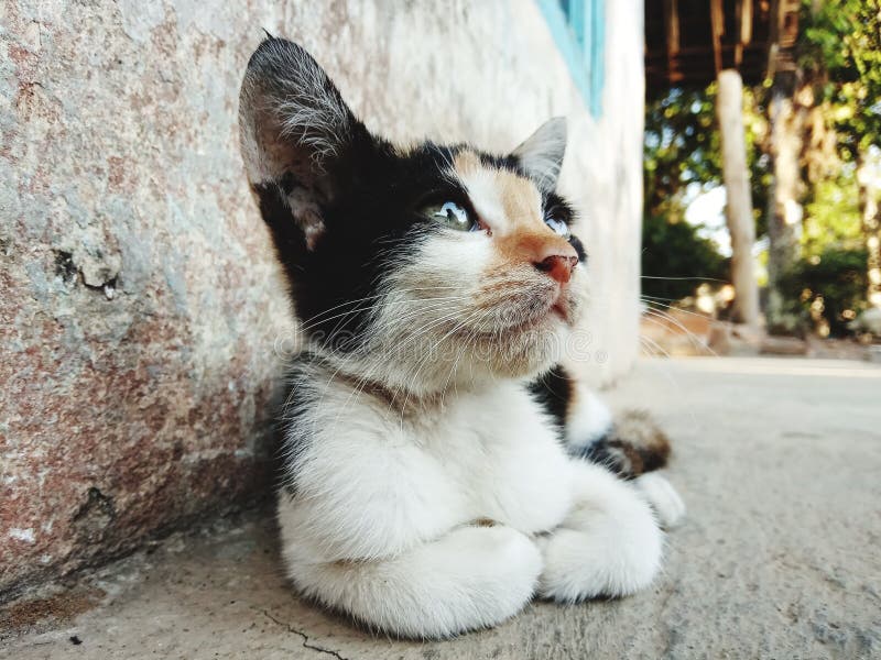 Pussycat stock photo. Image of pussycat, animal, domestic - 163631584