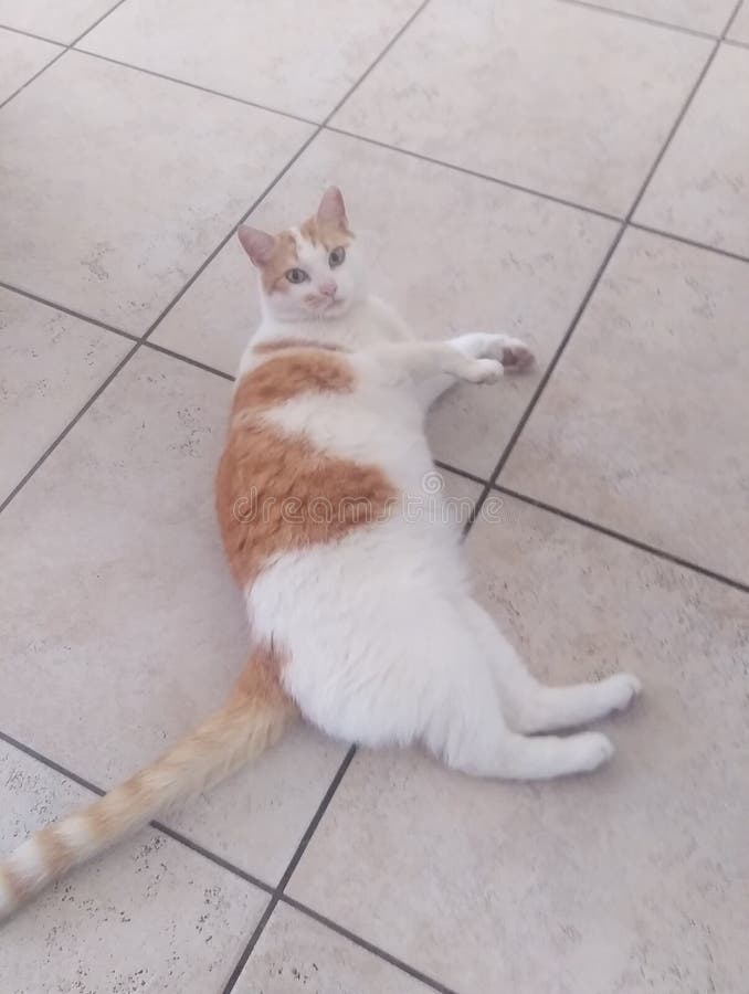 Pussycat stock image. Image of laying, pussycat, animal - 56501861