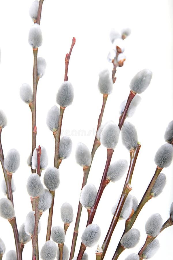Pussywillow Closeup Over White Stock Photo - Image of decor, buds: 4797152