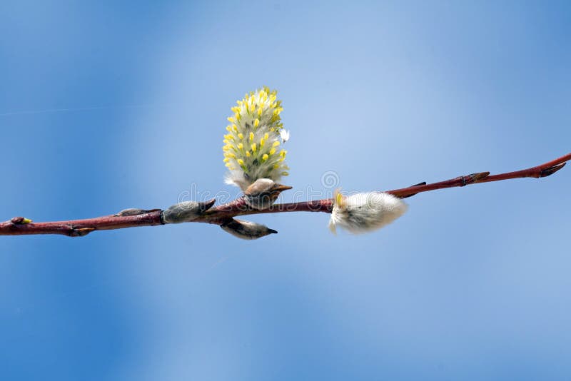 Fluffy Soft Willow Buds in Early Spring. Stock Image - Image of ...