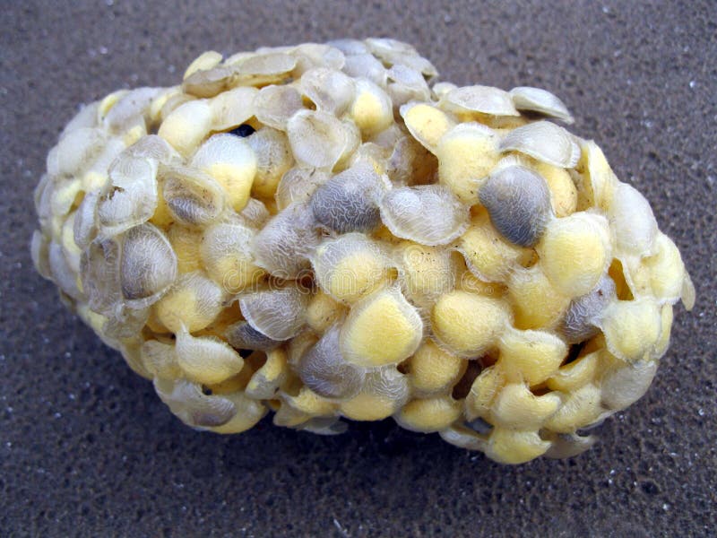 Pustel-Ei-Kasten stockbild. Bild von fall, salzwasser - 50654965