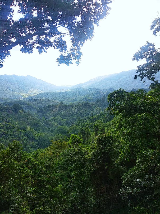 Pusuk Forest on Lombok Island Stock Photo - Image of forest, flower ...