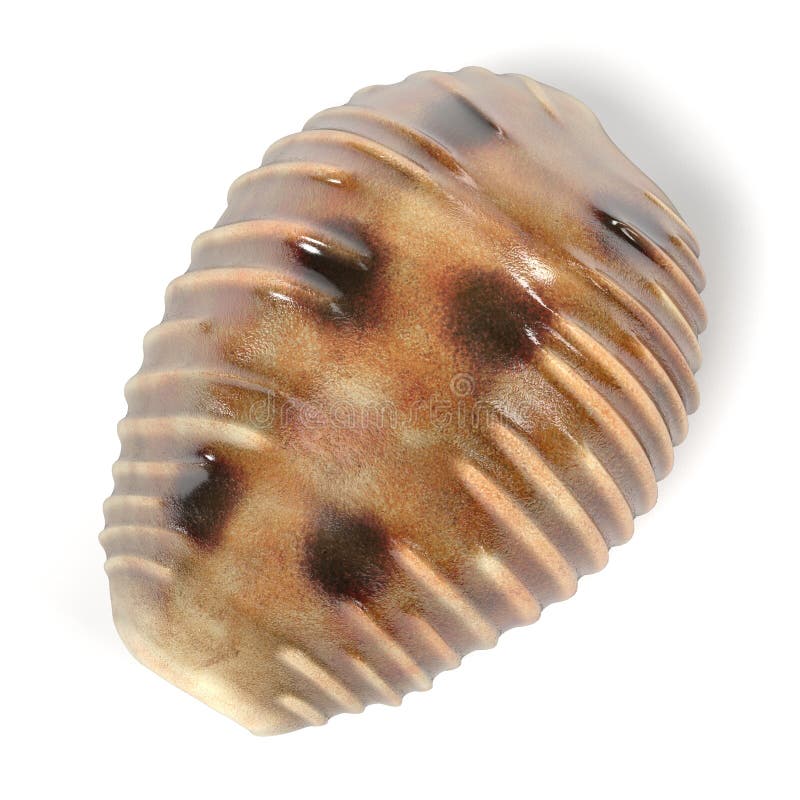 Coffee Bean Trivia Seashell Stock Illustrations – 11 Coffee Bean Trivia ...