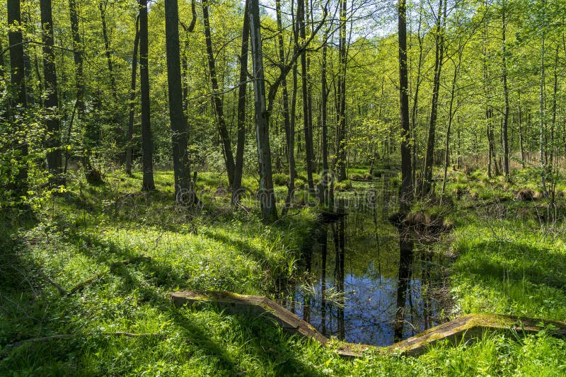 Puszcza Piska Forest. Masuria in Poland Stock Photo - Image of aged ...