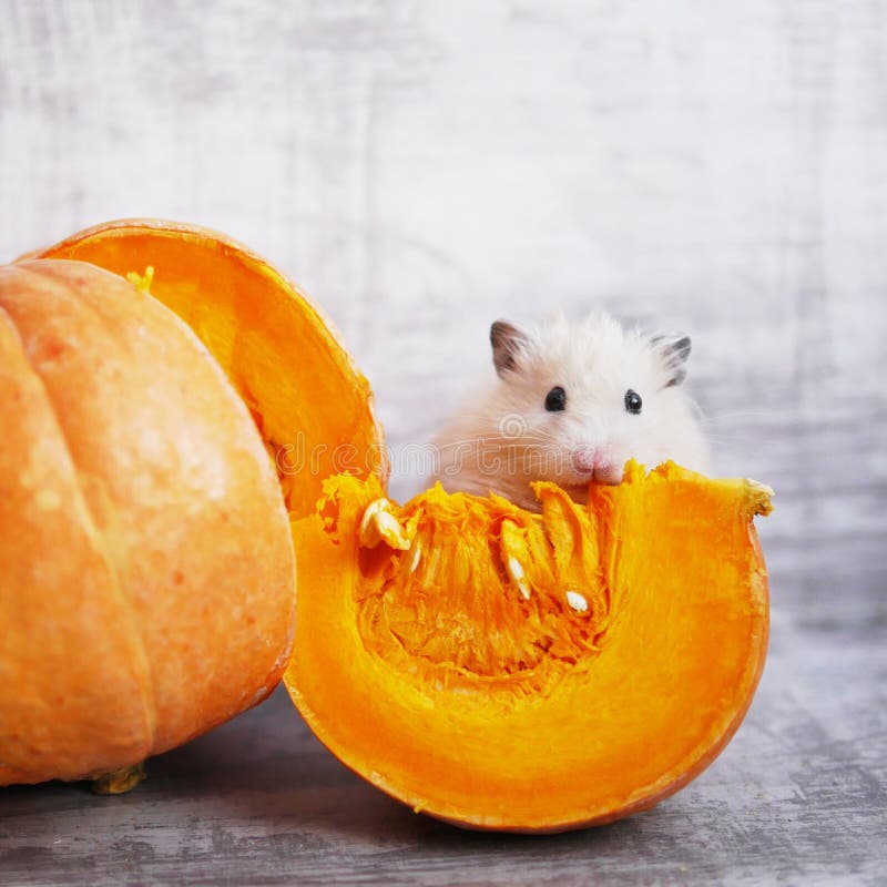 Tanyamorozz - Photographer profile