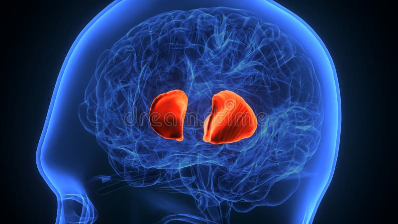 The Basal Nuclei of the Brain Stock Vector - Illustration of basal ...