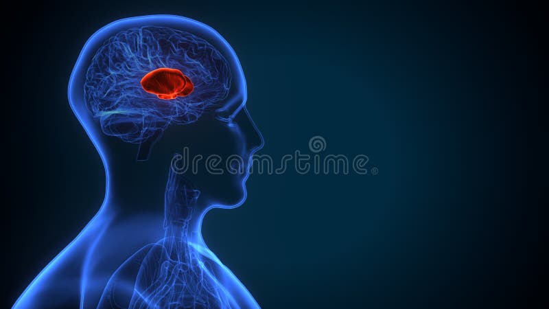 3d Illustration Human Brain Put Amen Anatomy. Stock Illustration ...