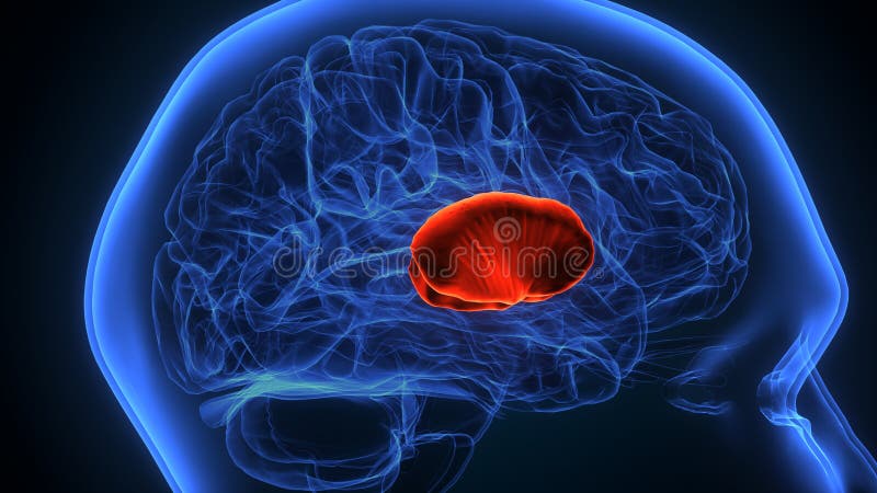 3d Illustration Human Brain Put Amen Anatomy. Stock Illustration ...