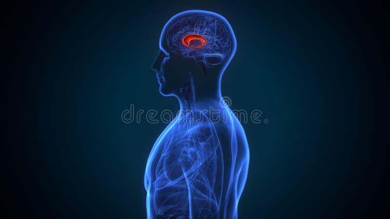 3d Illustration Human Brain Put Amen Anatomy. Stock Illustration ...