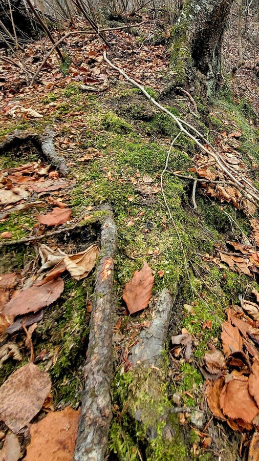 Put down roots stock photo. Image of wilderness, woodland - 275438116