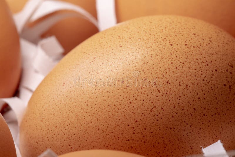 Egg, Shredded Paper, in the Pad Stock Image - Image of fresh, pads ...