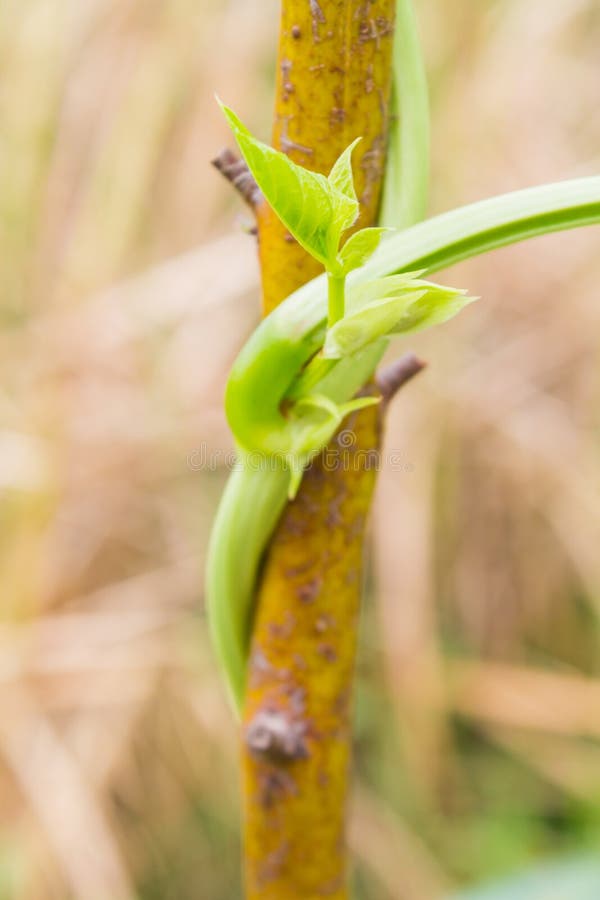Put Forth Leave Buds Treetop Stock Photos - Free & Royalty-Free Stock ...